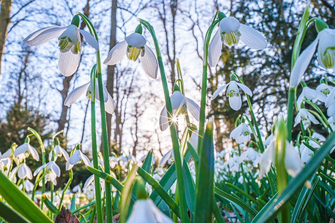 Snowdrop Splendour | Discover Scottish Gardens